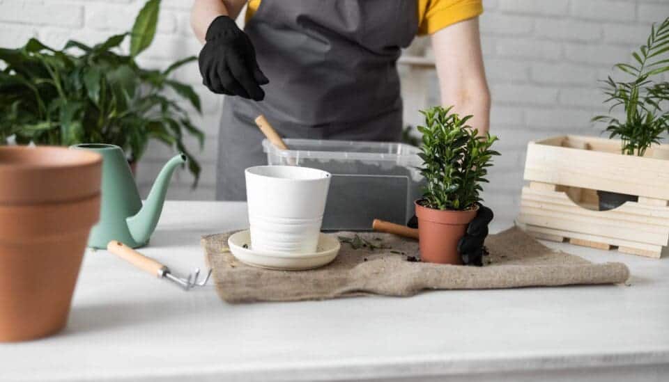 7 Repotting Mistakes Everyone Makes & How To Avoid Them! » Simplify Plants