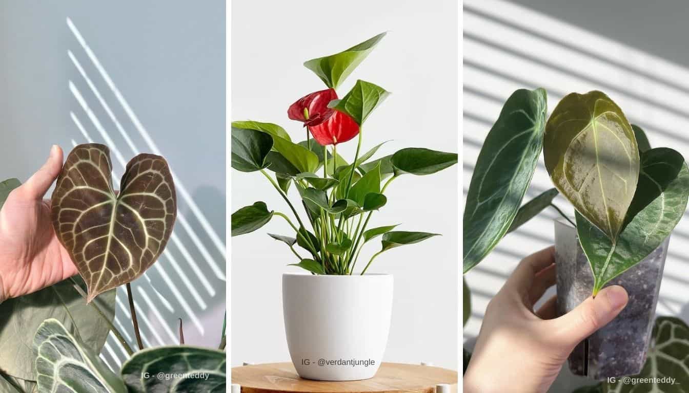Chinese Money Plant (Pilea) Care Guide: Thriving Tips For Your Green ...