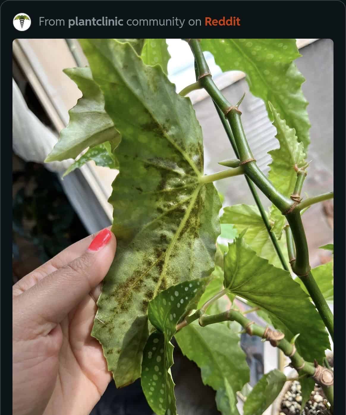 9 Care Tips For Begonia Maculata(Polka Dot Begonia Plant) » Simplify Plants