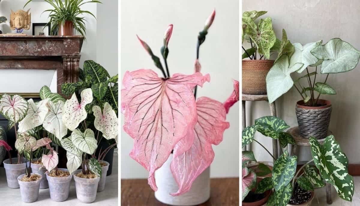 15 Shade-Loving Window Box Plants That Look Amazing » Simplify Plants