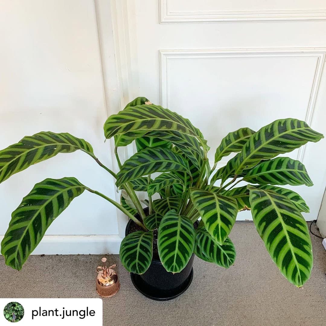 Calathea Zebra Plant Care: Easy Tips For Thriving Indoor Beauty ...