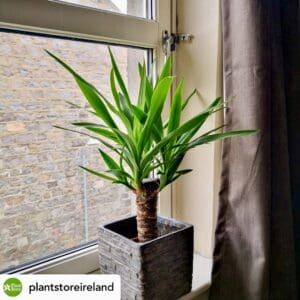 How To Care For An Indoor Yucca Plant: With Helpful Tips! » Simplify Plants