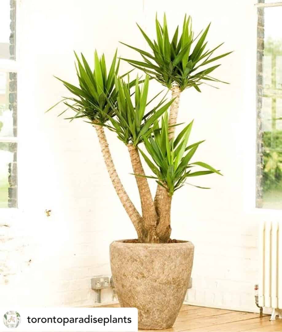 How To Care For An Indoor Yucca Plant: With Helpful Tips! » Simplify Plants