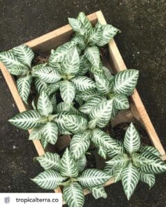 Zebra Plant Care Guide: Tips For Thriving Foliage » Simplify Plants