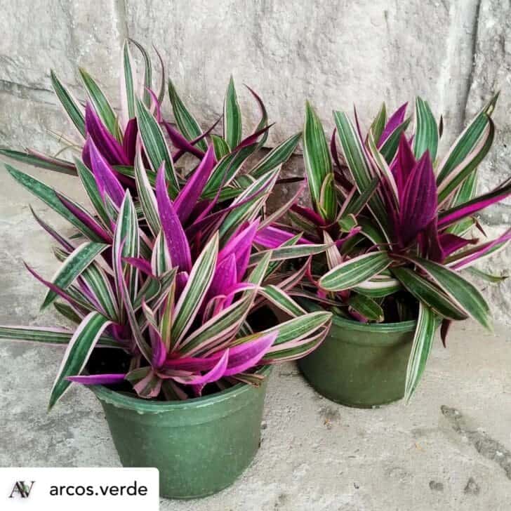 Oyster Plant Indoor Care Guide: Secrets To Thriving Houseplants ...