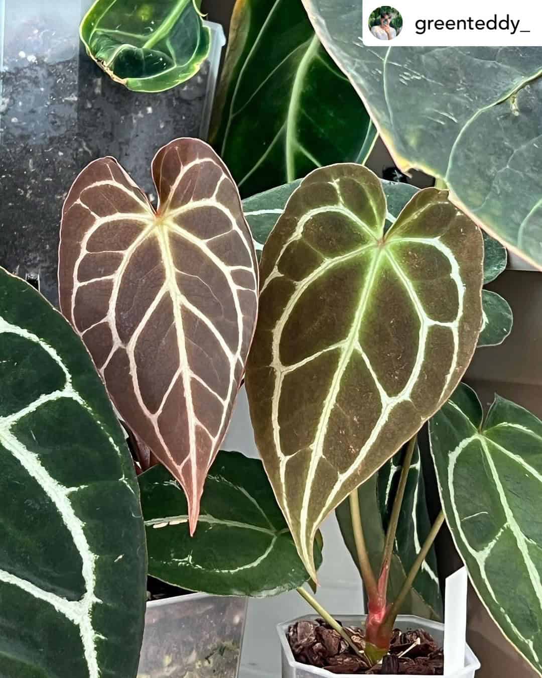Anthurium Plant Care Guide: Tips For Lush, Long-Lasting Blooms ...