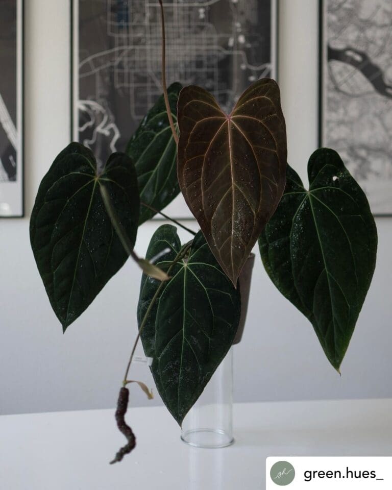 Anthurium Plant Care Guide: Tips For Lush, Long-Lasting Blooms ...