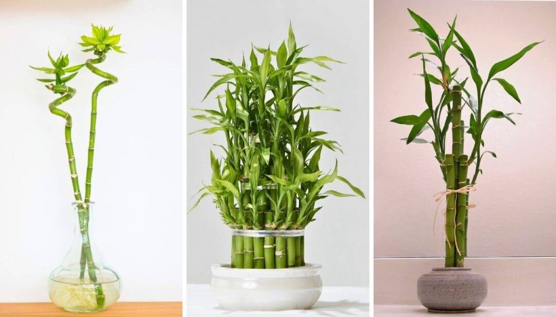 Lucky Bamboo Care Guide: Thrive With These Simple Tips! » Simplify Plants