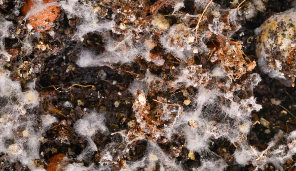 Mold On Houseplant Soil: Causes & Easy Fixes » Simplify Plants