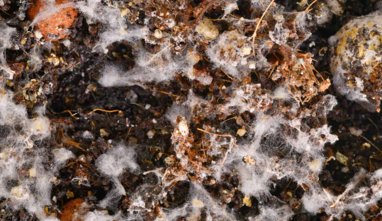 Mold On Houseplant Soil: Causes & Easy Fixes » Simplify Plants