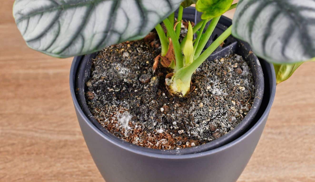 Mold On Houseplant Soil: Causes & Easy Fixes » Simplify Plants