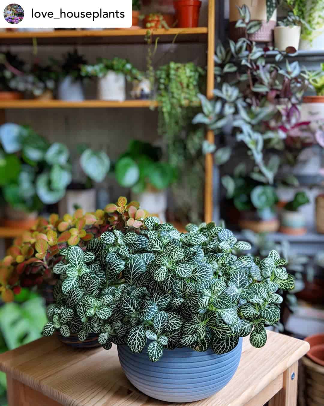 Nerve Plant Care Guide: Easy Tips For Lush, Vibrant Foliage! » Simplify ...