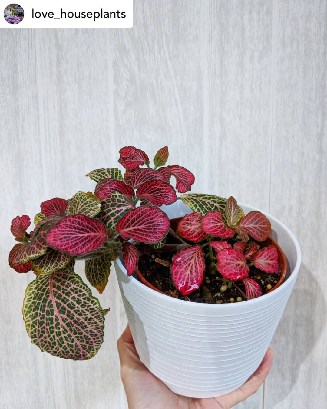 Nerve Plant Care Guide: Easy Tips For Lush, Vibrant Foliage! » Simplify ...