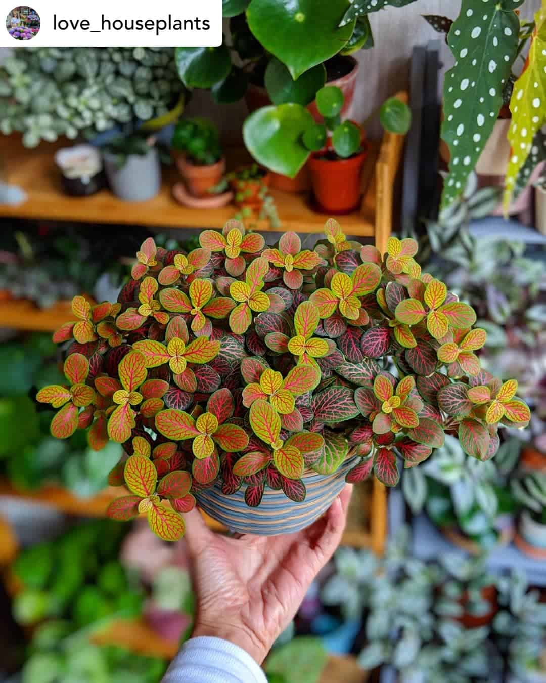 Nerve Plant Care Guide: Easy Tips For Lush, Vibrant Foliage! » Simplify ...