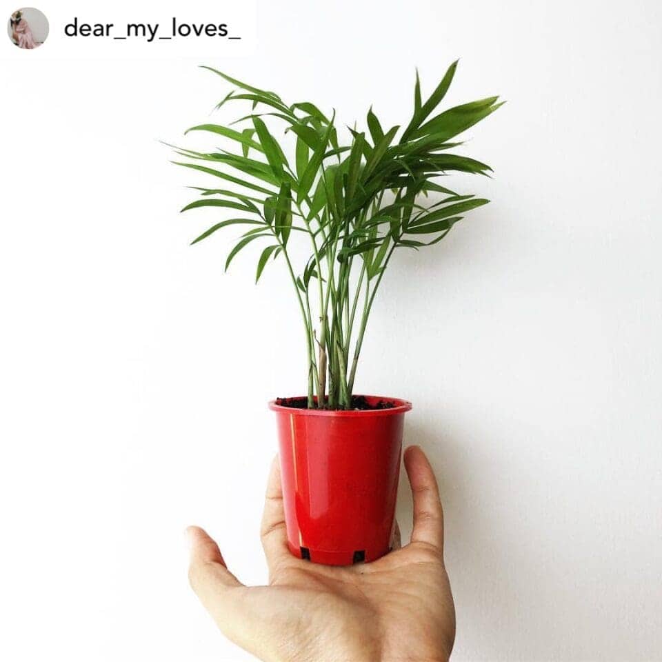 Parlour Palm Care Guide: Easy Tips To Follow! » Simplify Plants