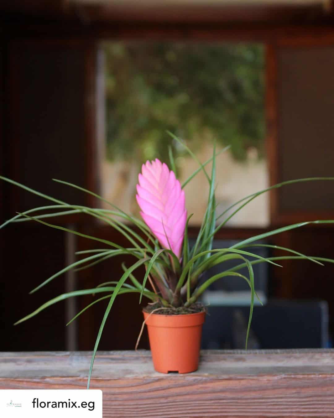 Pink Quill Plant Care: Tips For Thriving Blooms » Simplify Plants