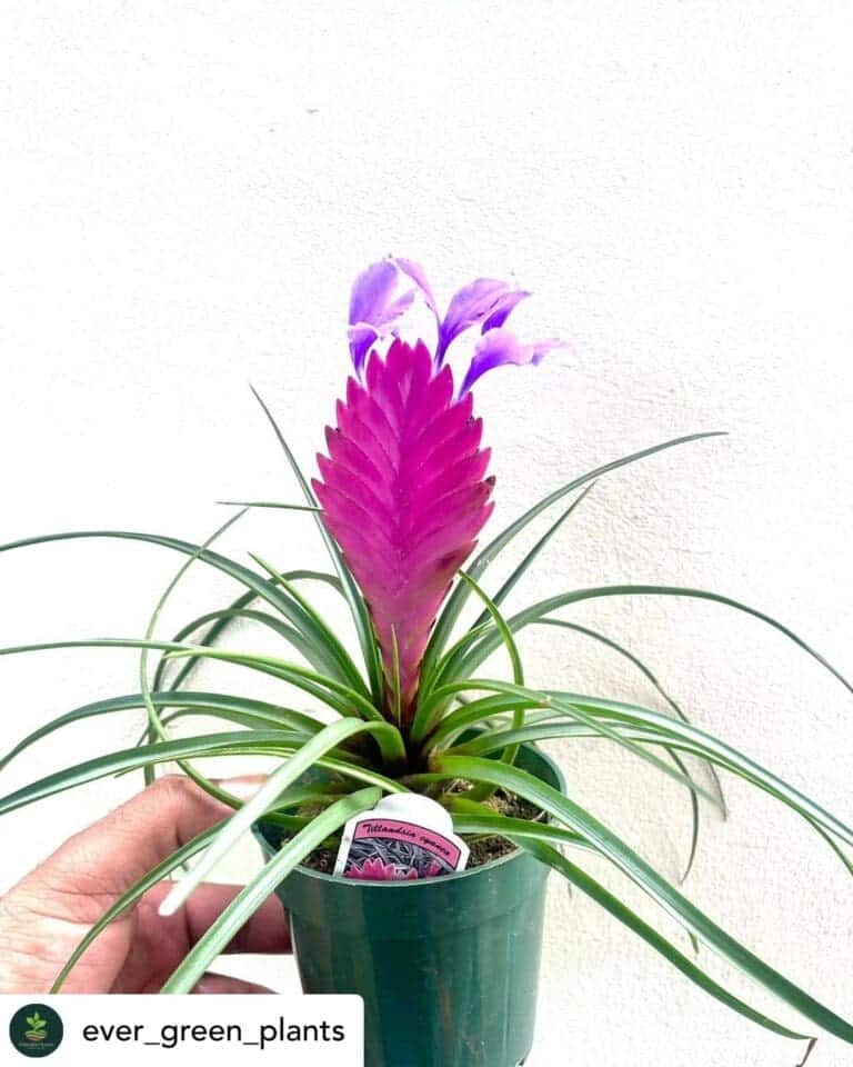 Pink Quill Plant Care: Tips For Thriving Blooms » Simplify Plants