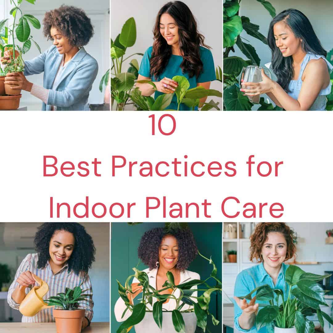 10 Best Practices For Indoor Plant Care: Essential Tips For Thriving ...