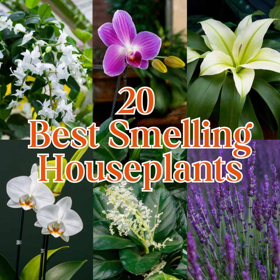 20 Best Smelling Houseplants To Boost Your Mood » Simplify Plants