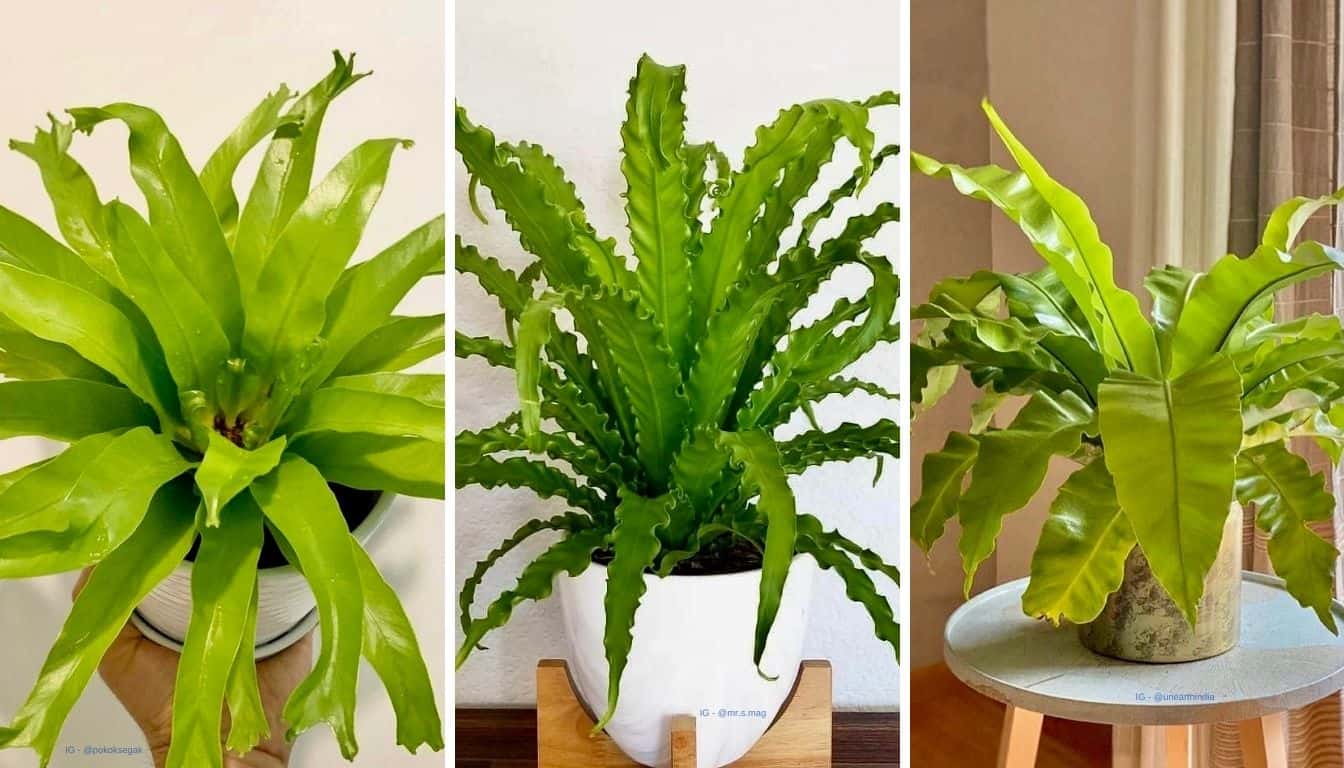 Why Is My Indoor Plant Sticky? (Causes+How To Fix) » Simplify Plants