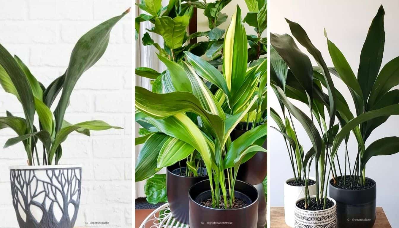 Cast Iron Plant Care Guide: Master Easy & Hardy Plant Care » Simplify ...