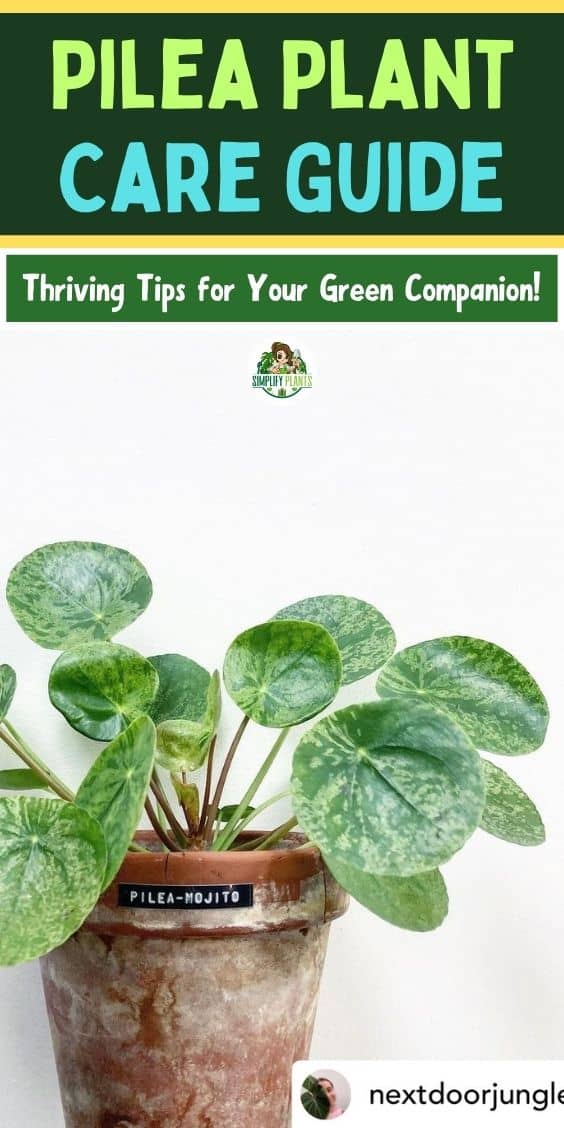 Chinese Money Plant (Pilea) Care Guide: Thriving Tips For Your Green ...