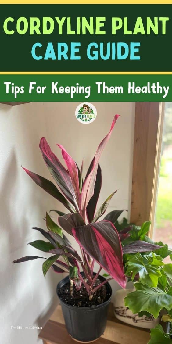 Cordyline Plant Care Guide: Tips For Keeping Them Healthy » Simplify Plants