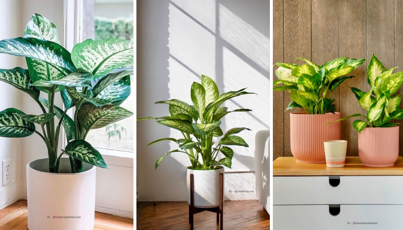 String Of Bananas Care Guide: Tips For Thriving Plants » Simplify Plants String Of Bananas Care Guide: Tips For Thriving Plants » Simplify Plants