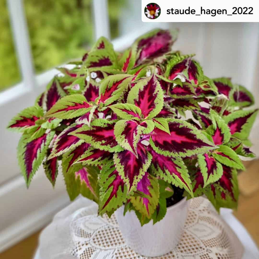 Coleus Plant Care Guide: Everything You Need To Know! » Simplify Plants