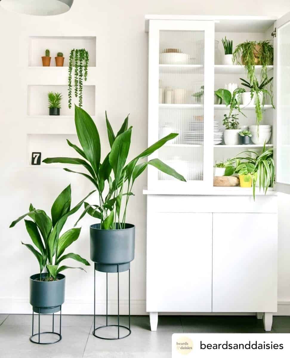 15 Best Plants For Top Of Cabinet » Simplify Plants