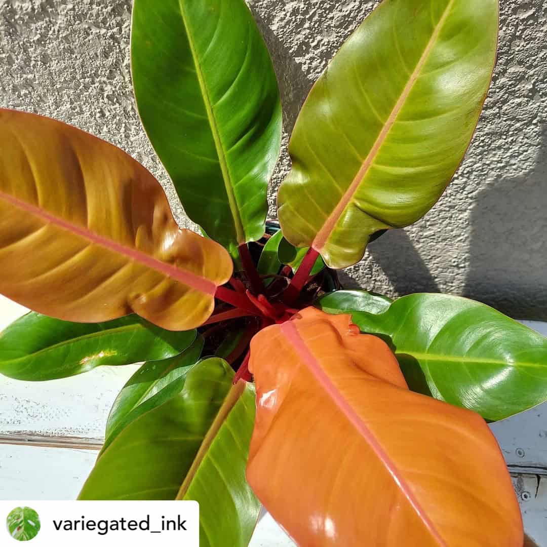 Philodendron Prince Of Orange Care Guide: Tips For A Thriving, Lush ...