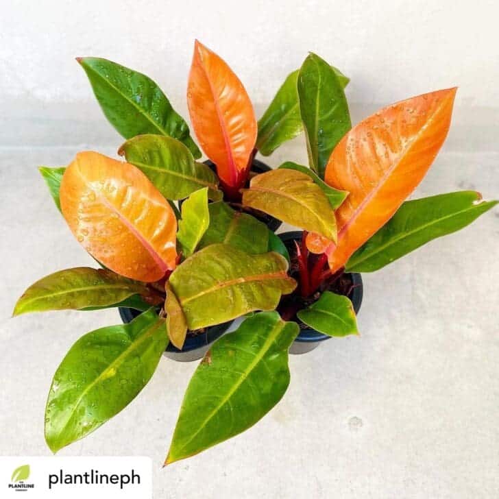 Philodendron Prince Of Orange Care Guide: Tips For A Thriving, Lush ...