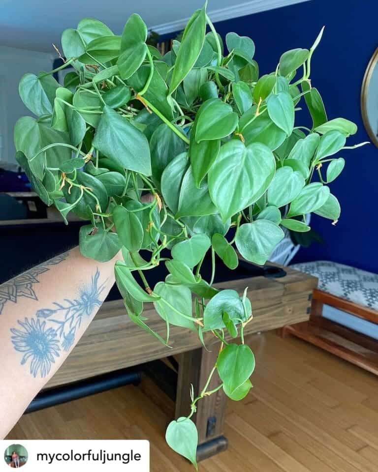 How To Care For Your Heartleaf Philodendron: Secrets To Thriving Indoor Plants » Simplify Plants