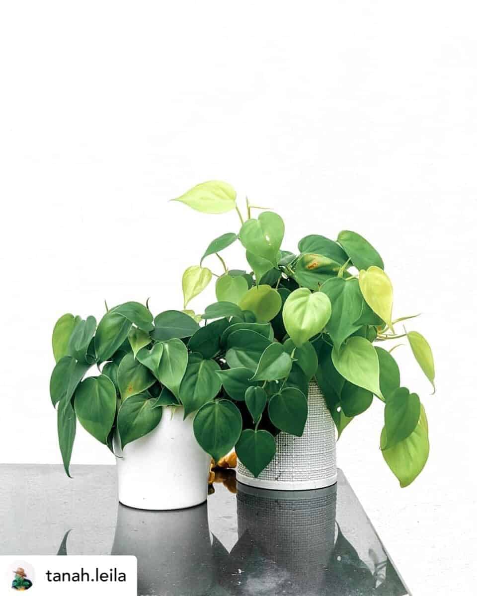 How To Care For Your Heartleaf Philodendron: Secrets To Thriving Indoor Plants » Simplify Plants