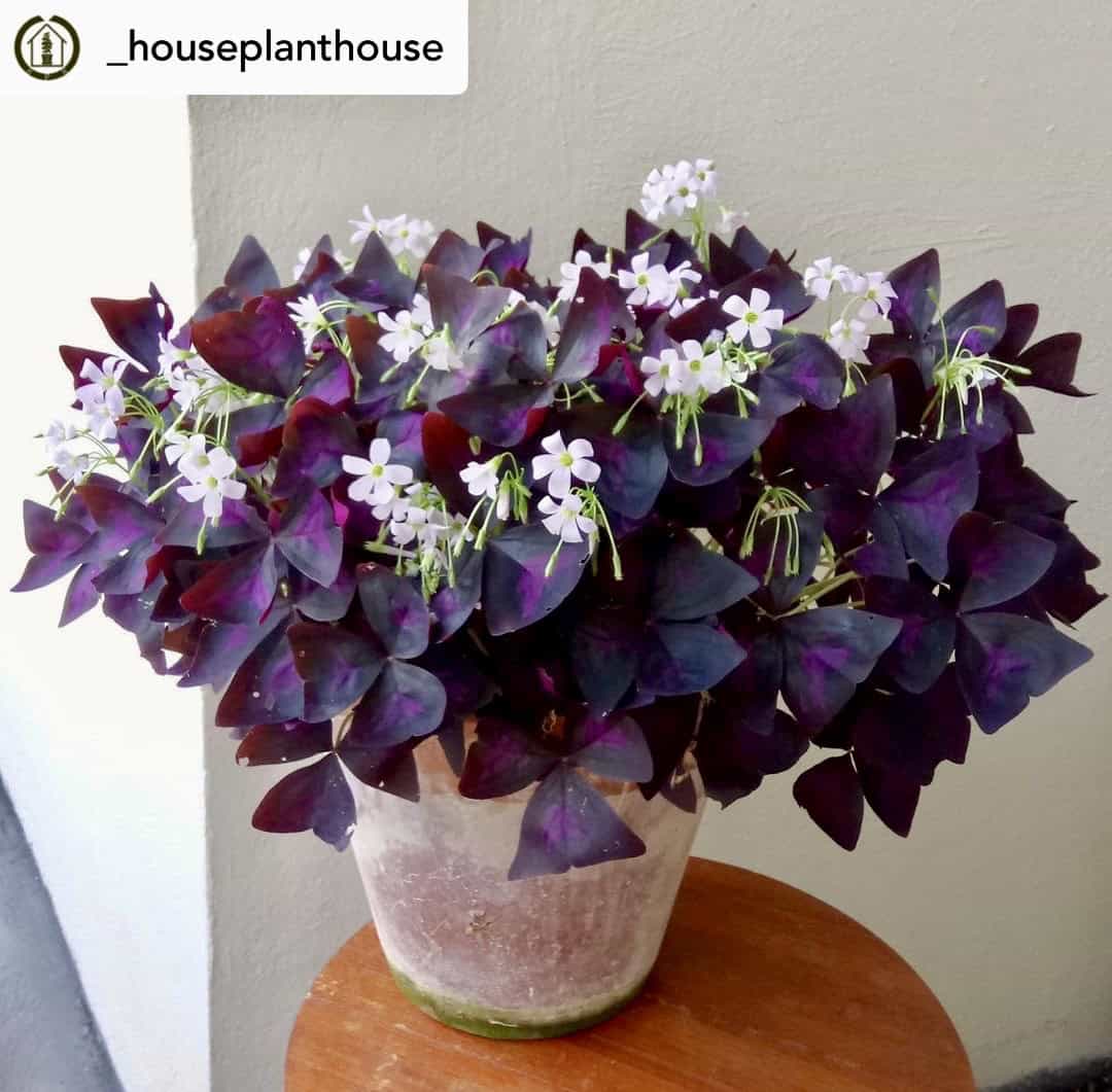 Purple Shamrock Care Guide (Oxalis Triangularis): With Easy Tips ...