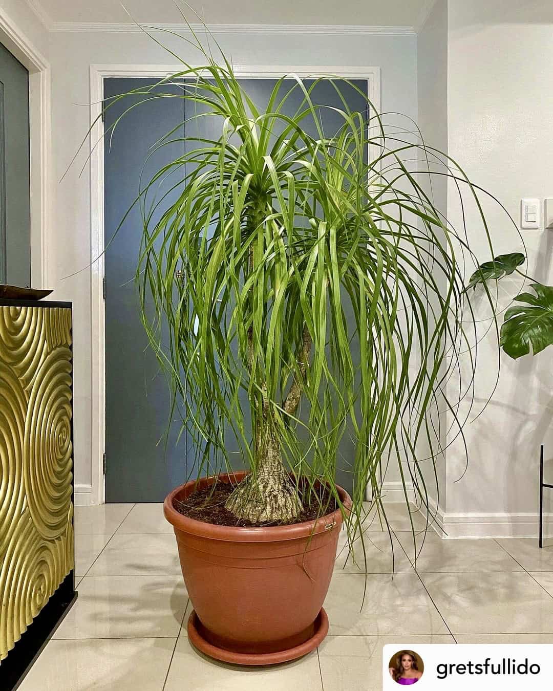 Ponytail Palm Care Guide: Everything You Need To Know! » Simplify Plants