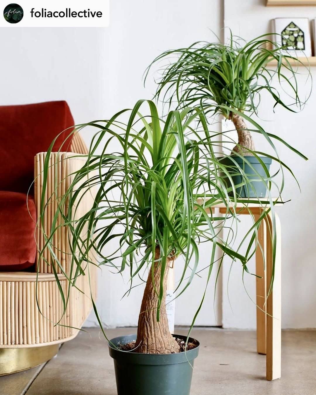 Ponytail Palm Care Guide: Everything You Need To Know! » Simplify Plants