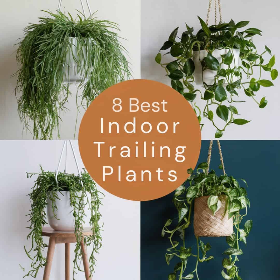 8 Best Indoor Trailing Plants To Transform Your Space » Simplify Plants