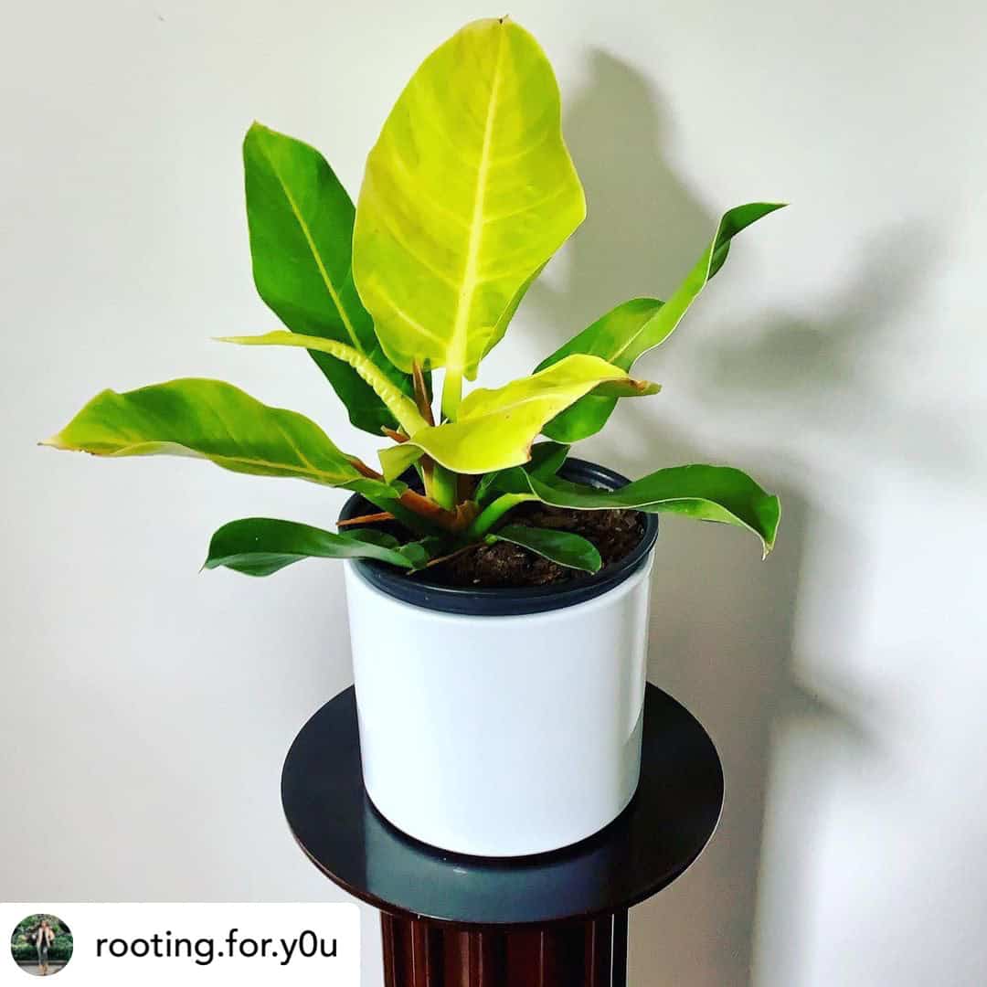 Philodendron Moonlight Care Guide: Tips For Thriving Plants » Simplify ...