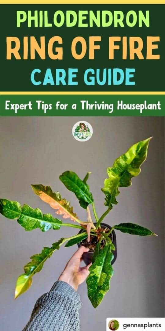 Philodendron Ring Of Fire Care Guide: Expert Tips For A Thriving ...