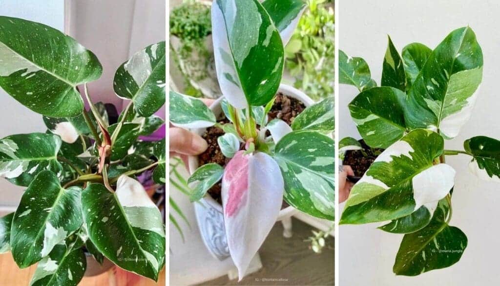 Plant Care » Simplify Plants