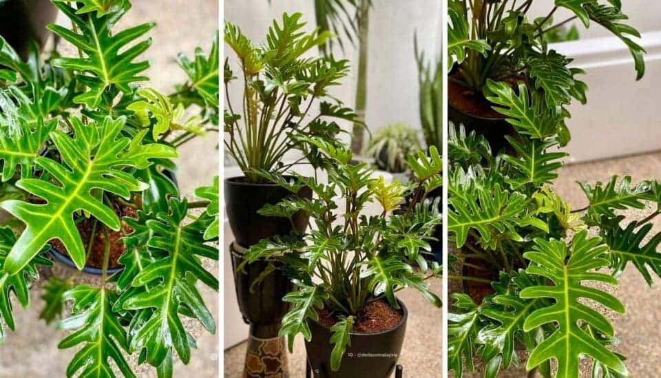 Wandering Jew Plant Care: Easy Tips For Thriving Houseplants » Simplify ...