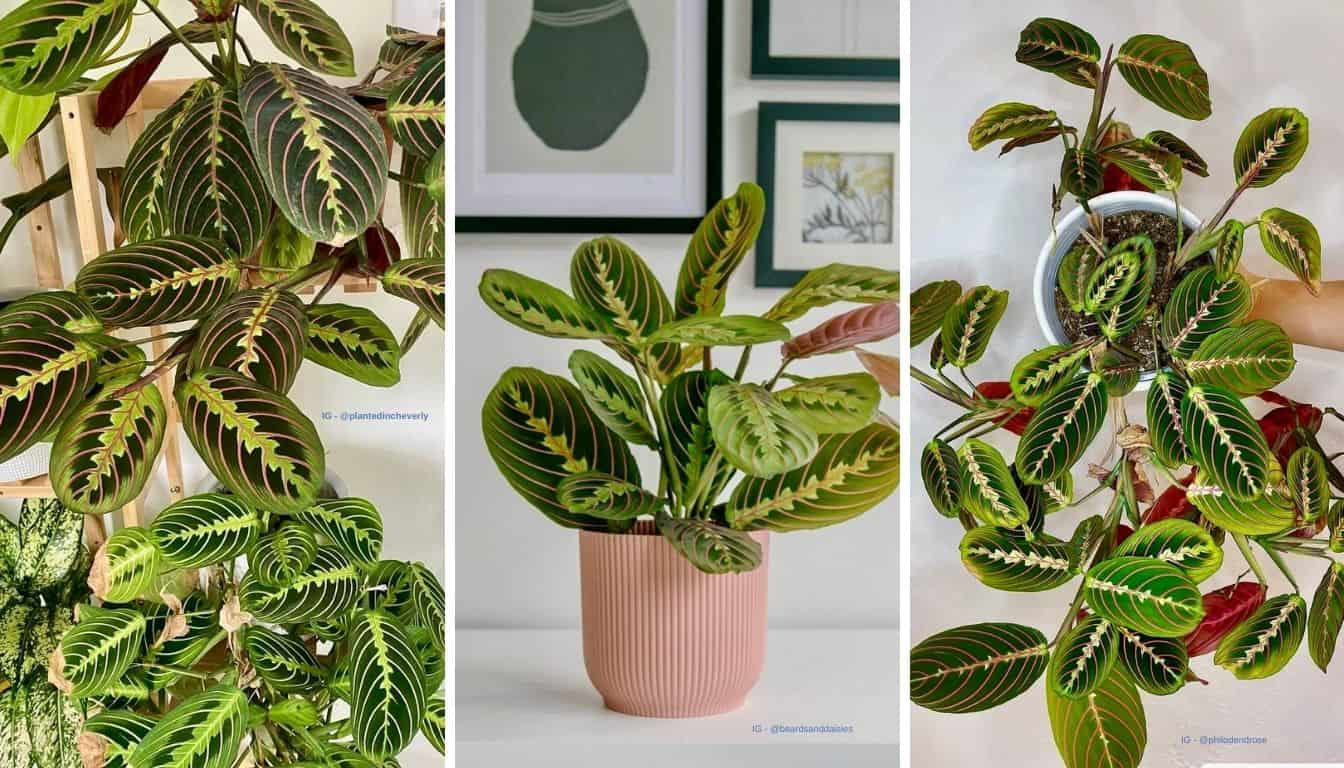 Prayer Plant Care Guide: Master The Art Of Growing Lush Plant ...