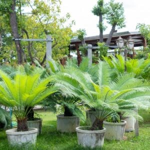 15 Best Houseplants For Direct Sunlight To Brighten Your Home ...