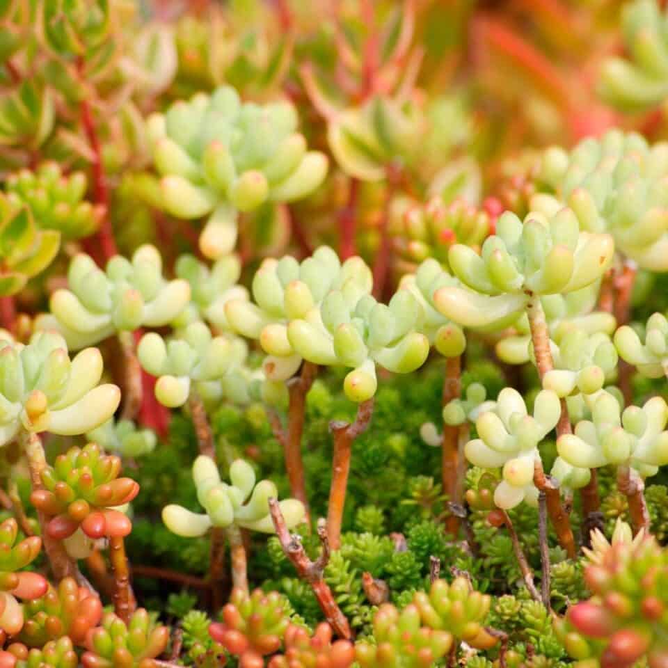 15 Best Houseplants For Direct Sunlight To Brighten Your Home ...