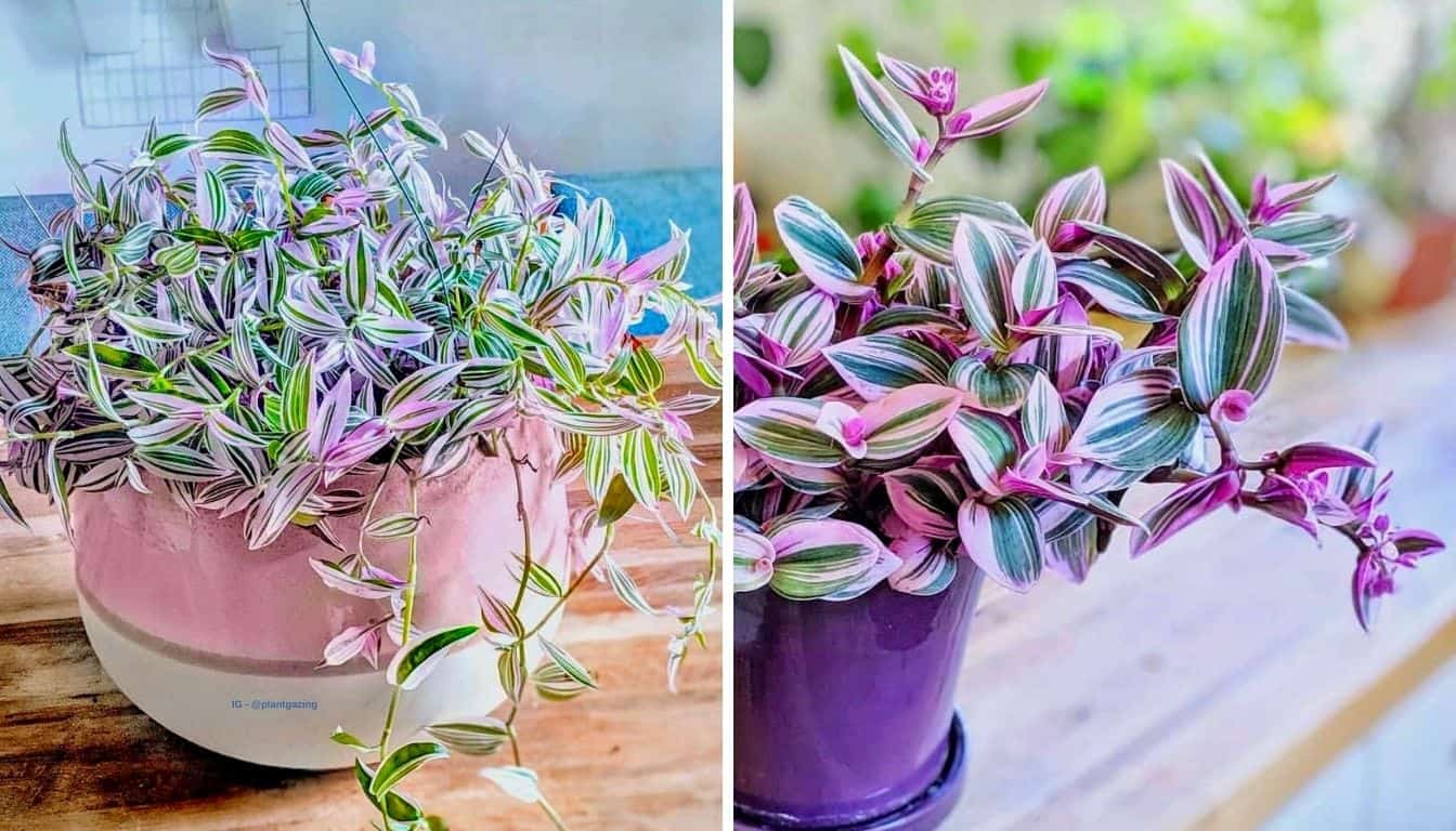 Spiderwort Plant Care Guide: Grow A Lush Oasis Effortlessly! » Simplify ...