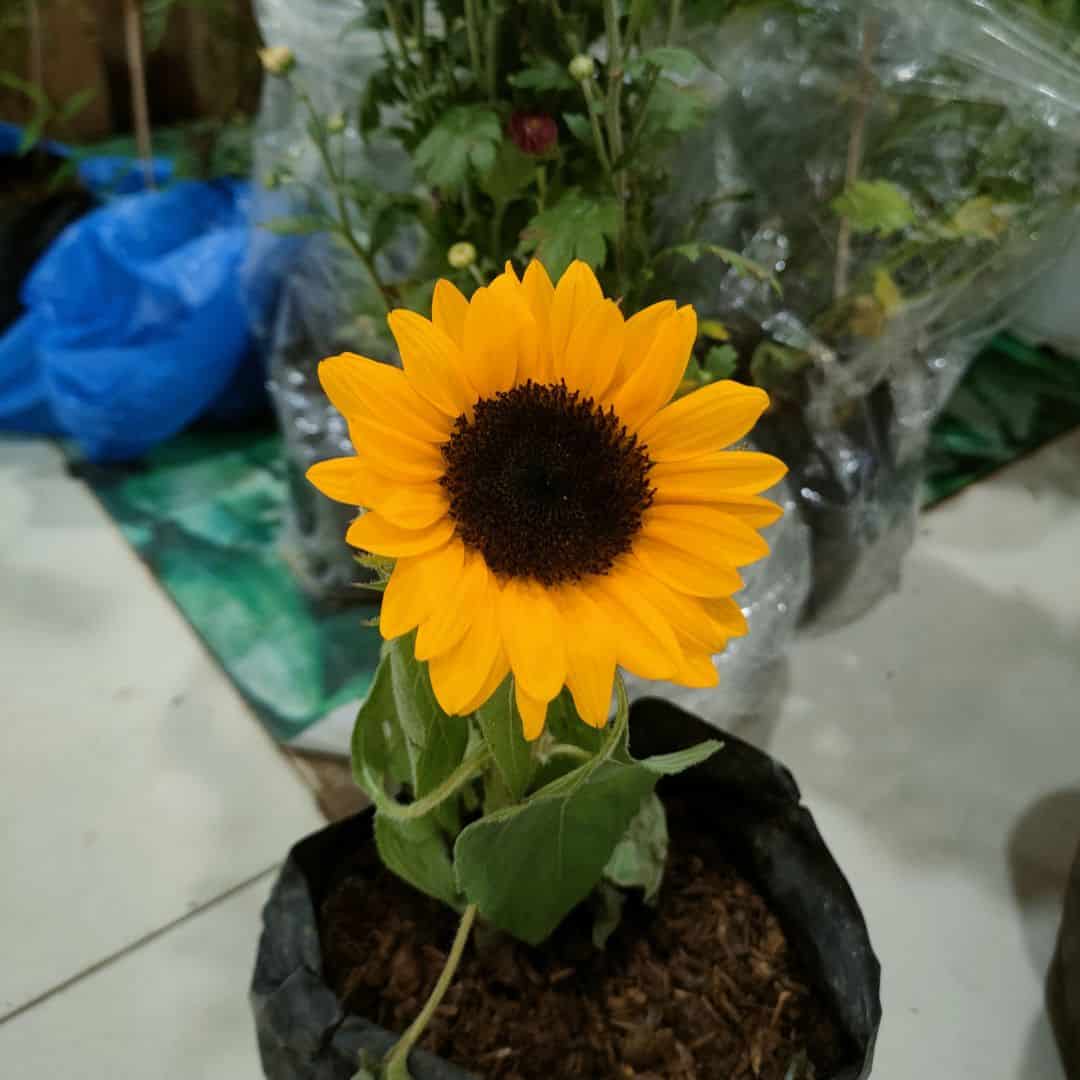 15 Best Houseplants For Direct Sunlight To Brighten Your Home ...