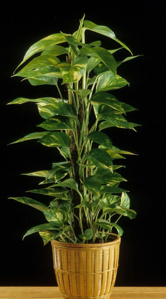 10 Tips To Make A Pothos Climb: Simple Tricks For Stunning Indoor Vines ...