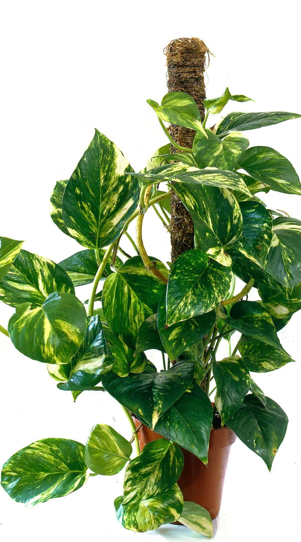 10 Tips To Make A Pothos Climb: Simple Tricks For Stunning Indoor Vines ...