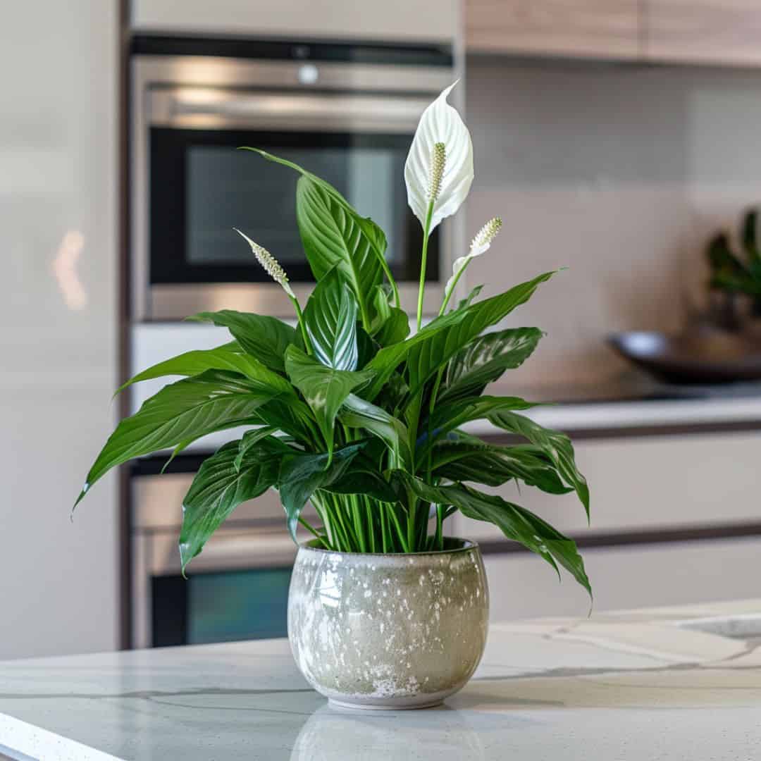 15 Best Plants For Top Of Cabinet » Simplify Plants